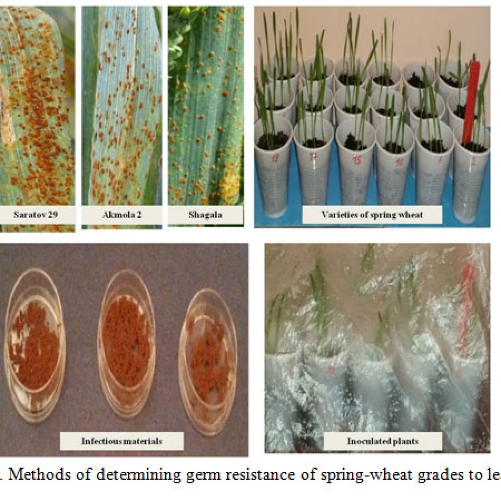 Efficiency Of Resistant Types Of Soft Spring Wheat Grades To Leaf Rust ...