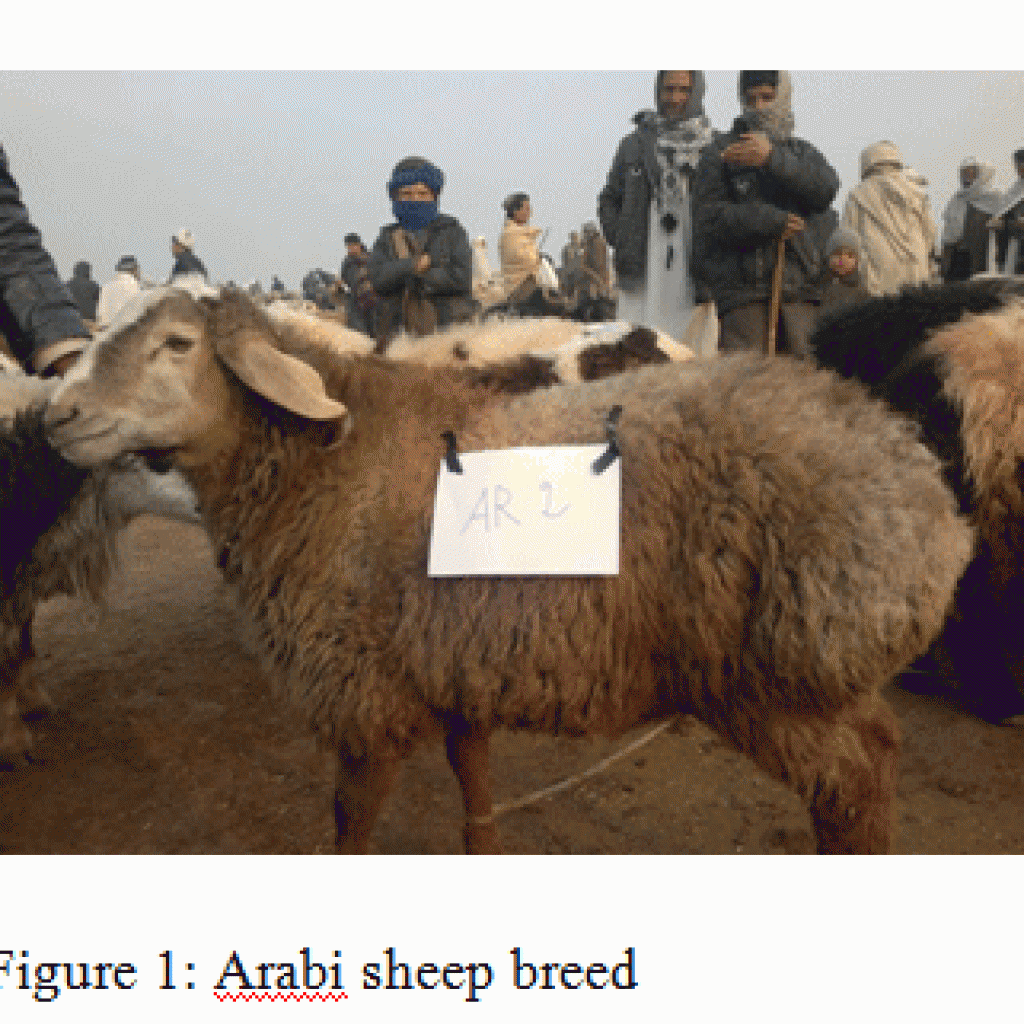 Study of Genetic Diversity of Sheep Breeds in Afghanistan – Biosciences ...