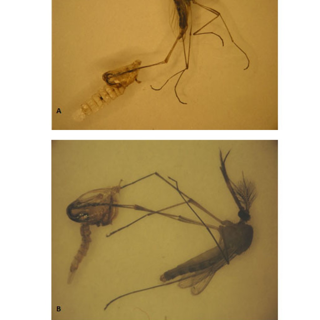 Evaluation of some conventional and non-conventional insecticides ...