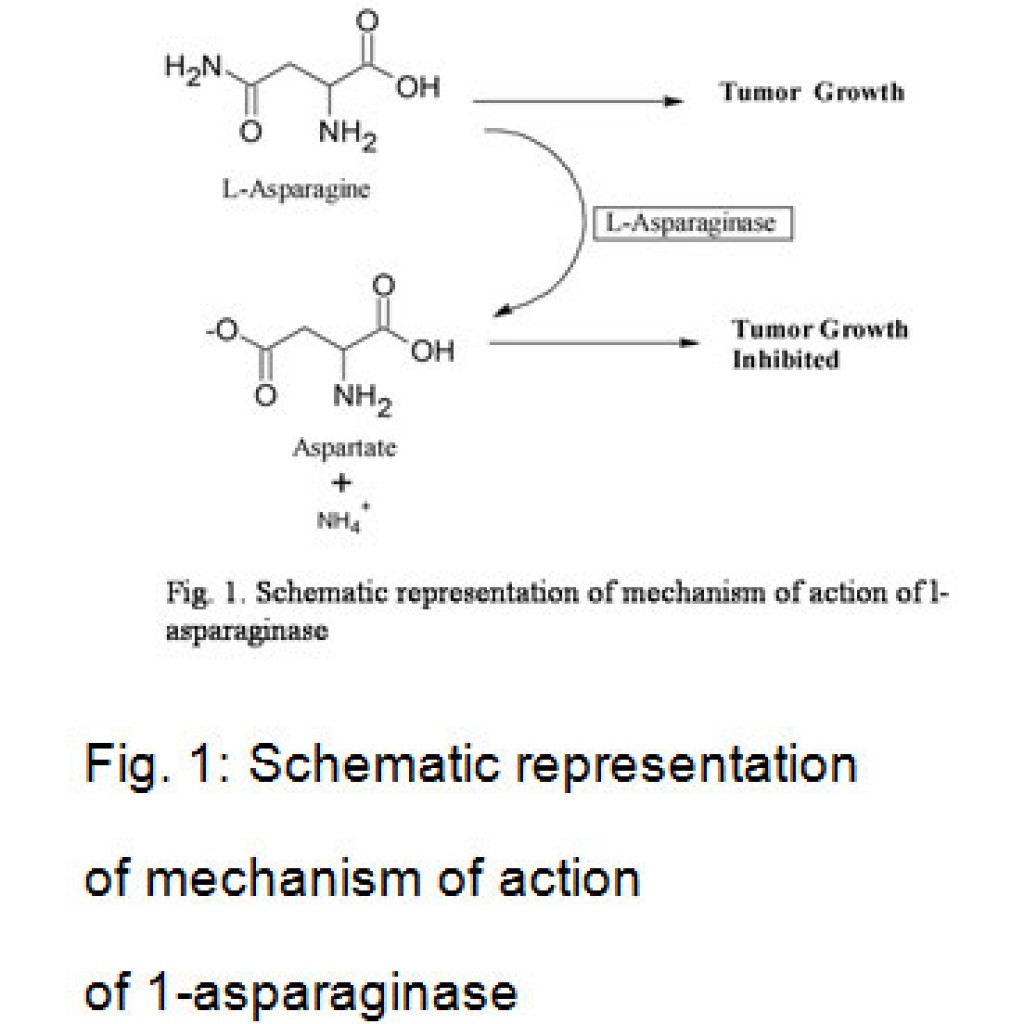 Production of L-asparaginase by isolated Aspergillus species using SSF ...