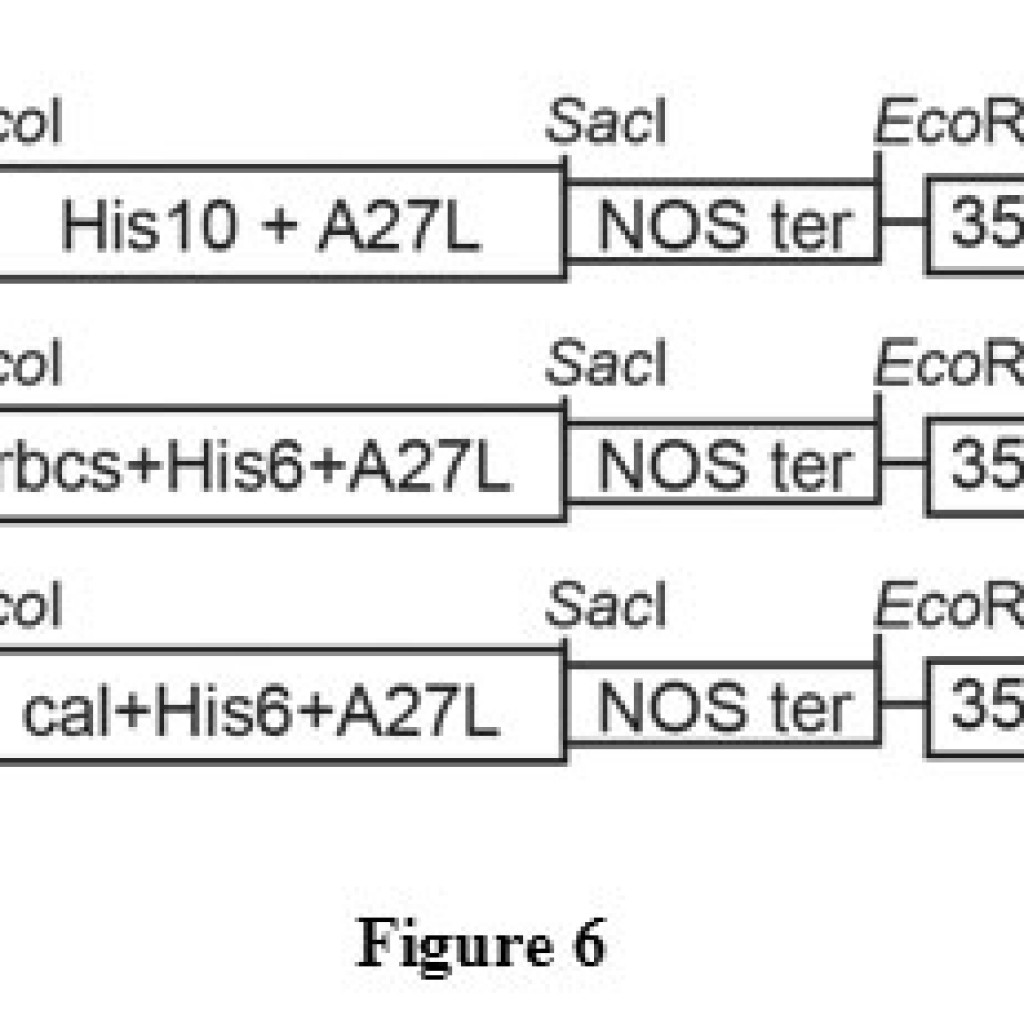 Expression of a Sheep Pox Virus Gene in Plant Systems under the Control ...