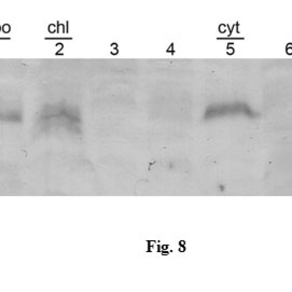 Expression of a Sheep Pox Virus Gene in Plant Systems under the Control ...