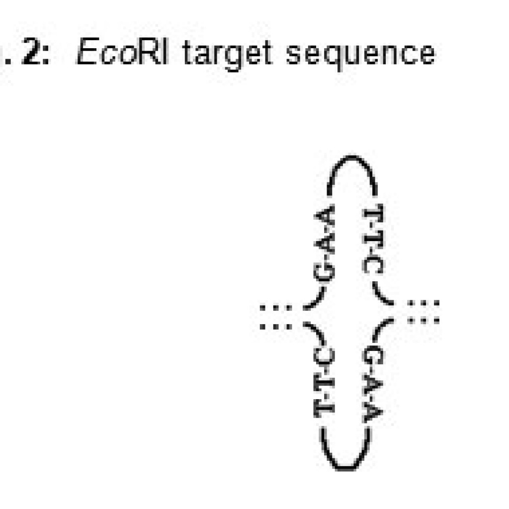 Restriction digestion of EcoRI in E. coli RY13 plasmid DNA ...