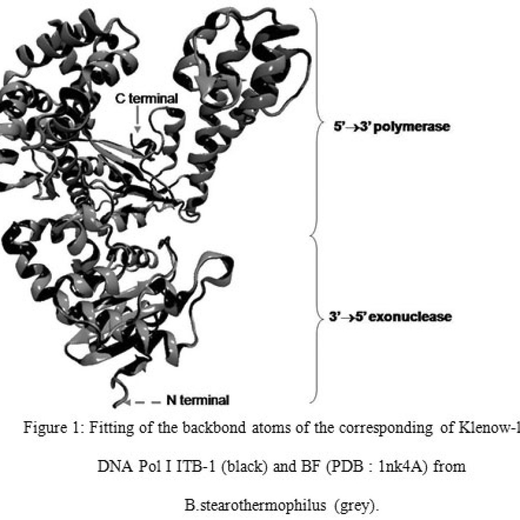Individual Domain Stability of Klenow-Like DNA Pol I ITB-1 Based on ...