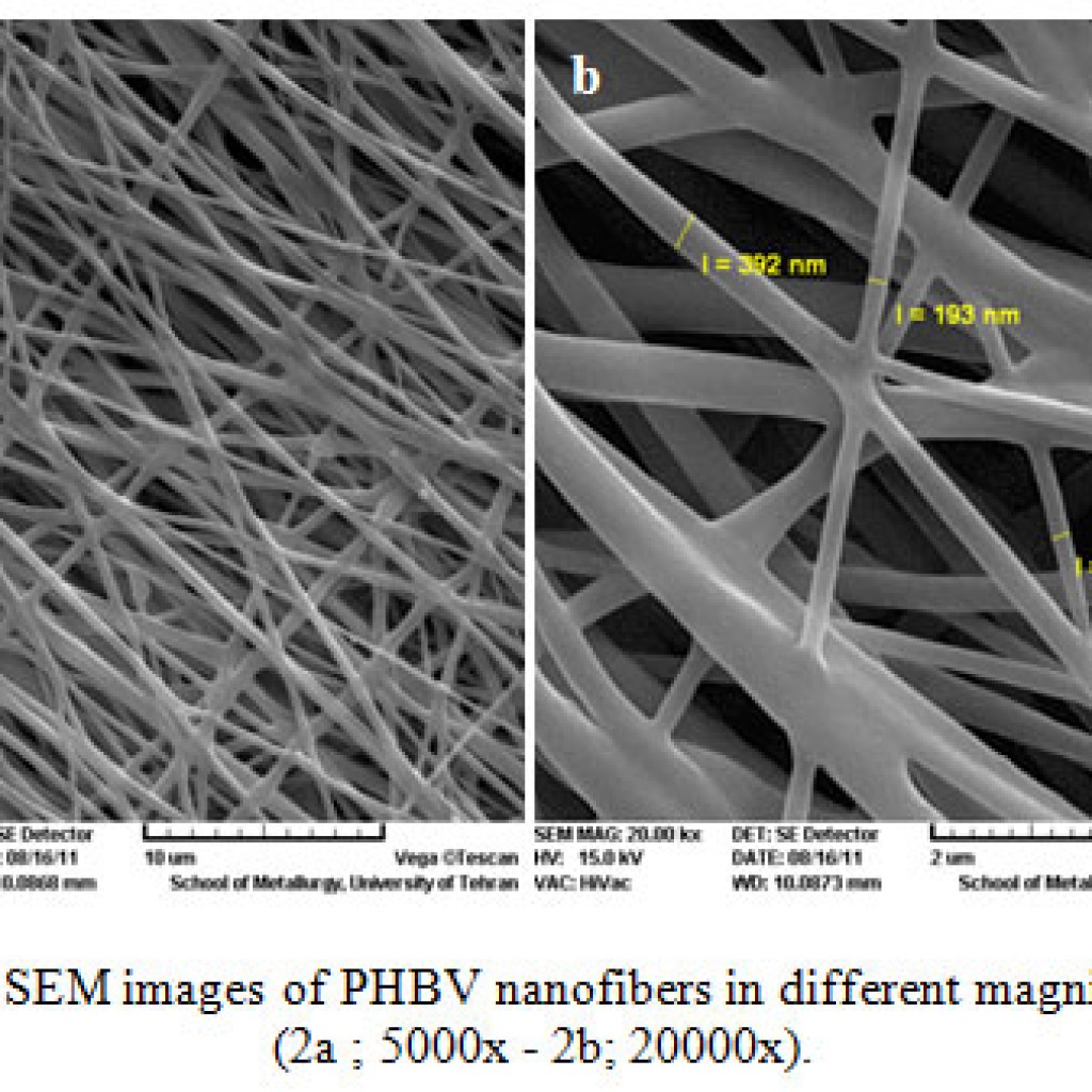 Compatibility of Cardiac Muscle Cells on Coated-Gelatin Electro-Spun ...