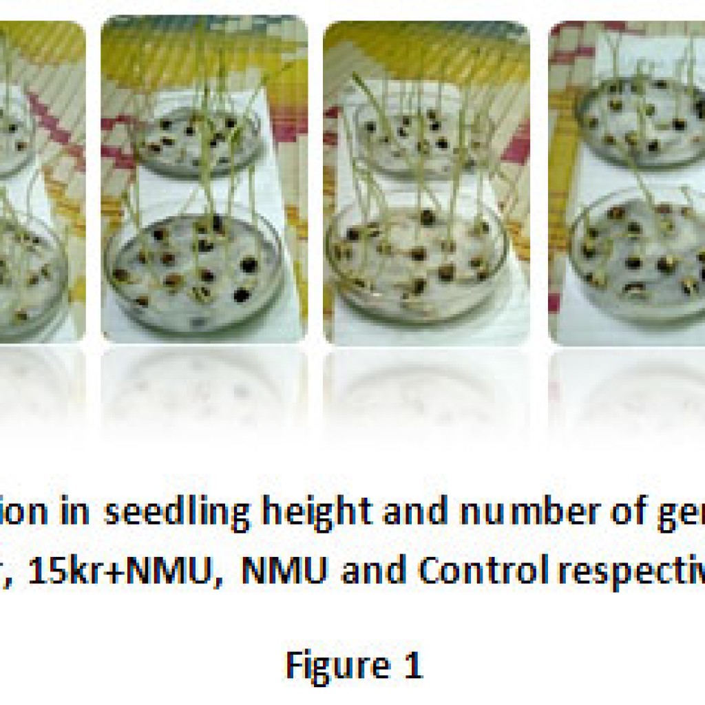Effects of Physical and Chemical Mutagens on Seed Germination and ...