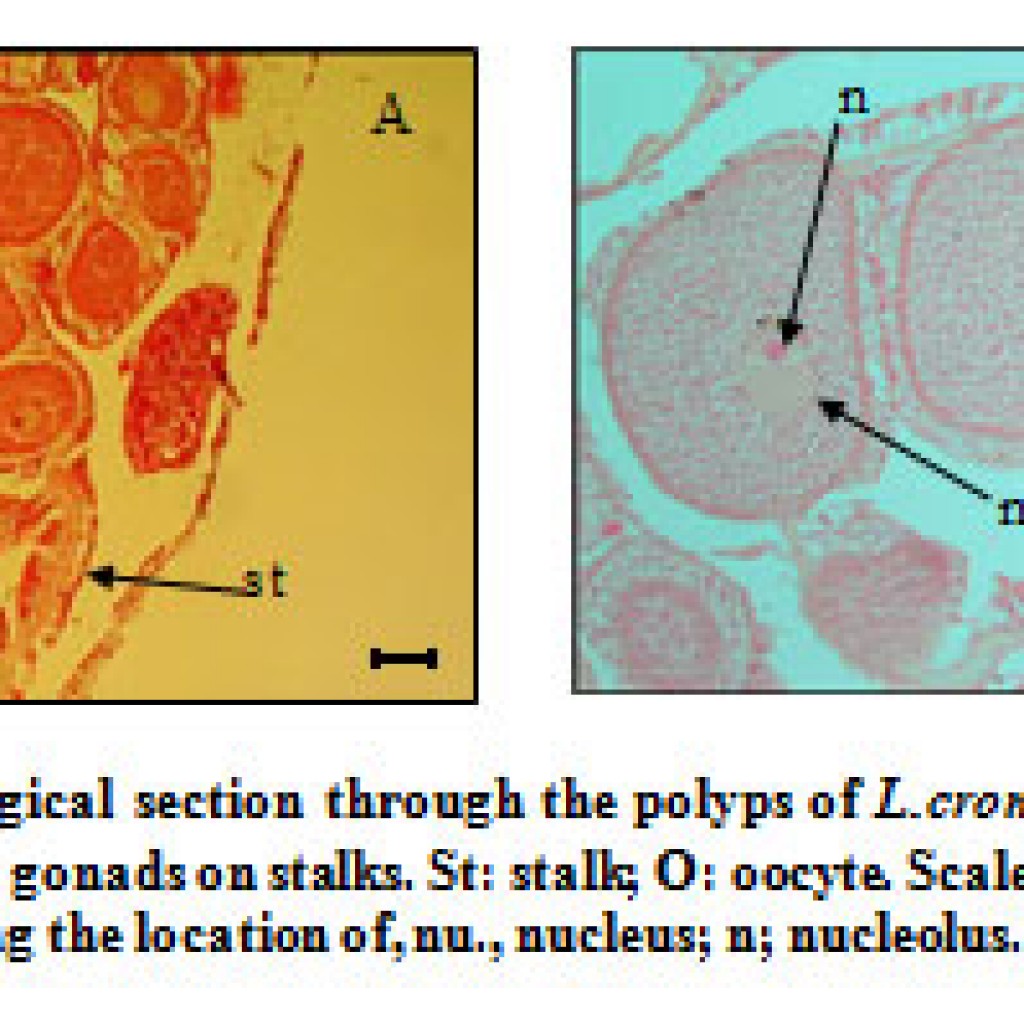 Sexual Reproduction of Two Reef Building Corals Seriatopora hystrix and ...