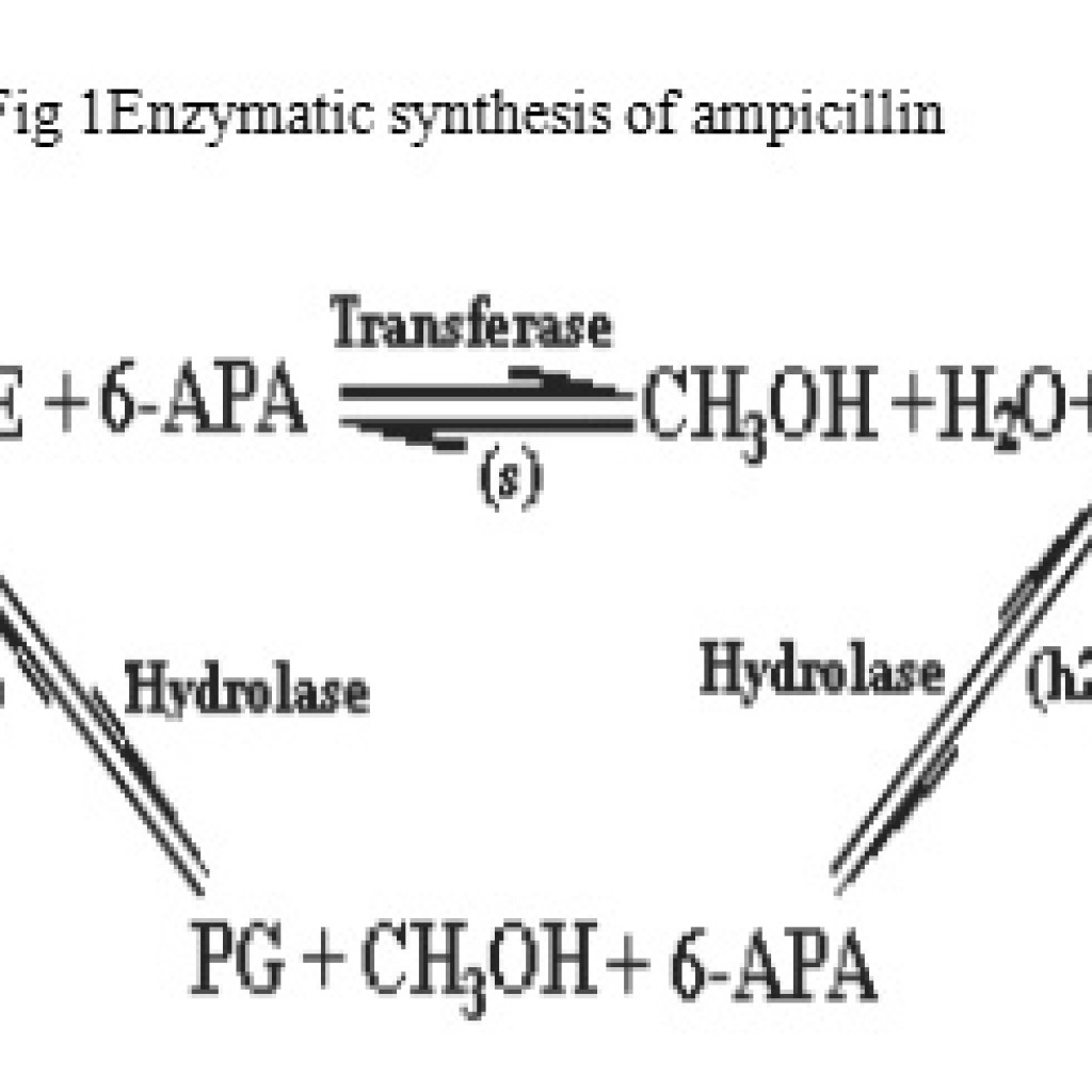 Enzymatic Synthesis of Ampicillin by Immobilized Penicillin G acylase ...