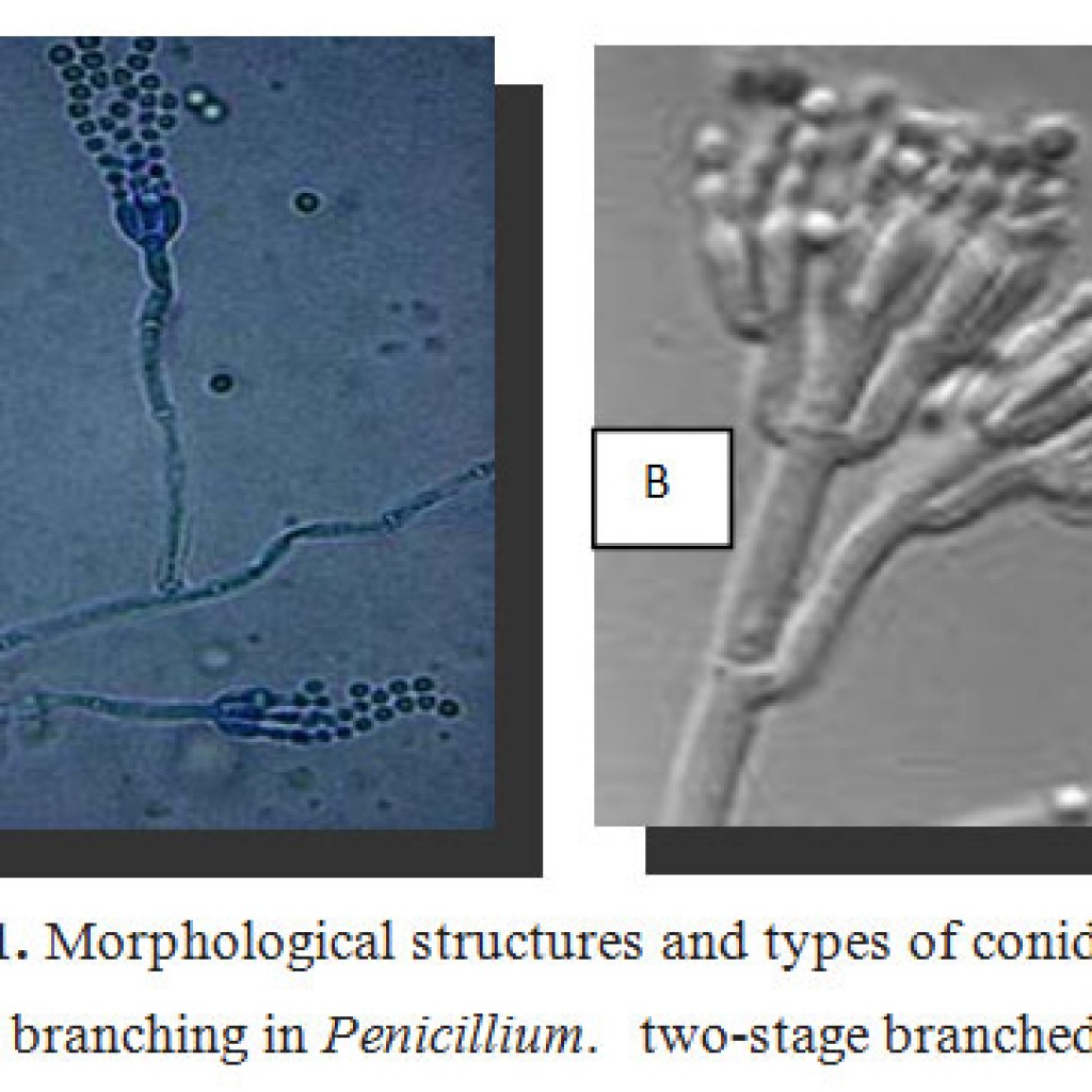 Application of Penicillium sp as Entomopathogenic Fungi to Control the ...