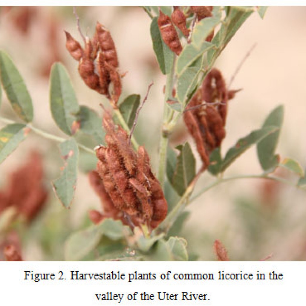 Study of Common Licorice (Glycyrrhiza Glabra) Reserves in Atyrau and ...
