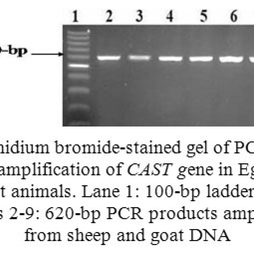 Investigation of Calpastatin Gene Polymorphism in Egyptian Sheep and ...
