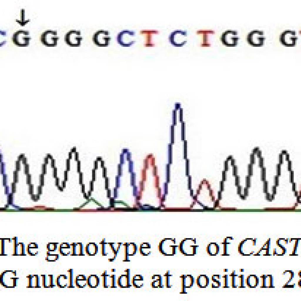 Investigation of Calpastatin Gene Polymorphism in Egyptian Sheep and ...
