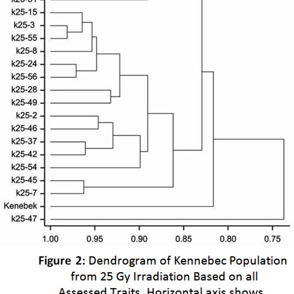 Efficiency of Gamma Ray to Induce Genetic Diversity in Potato ...