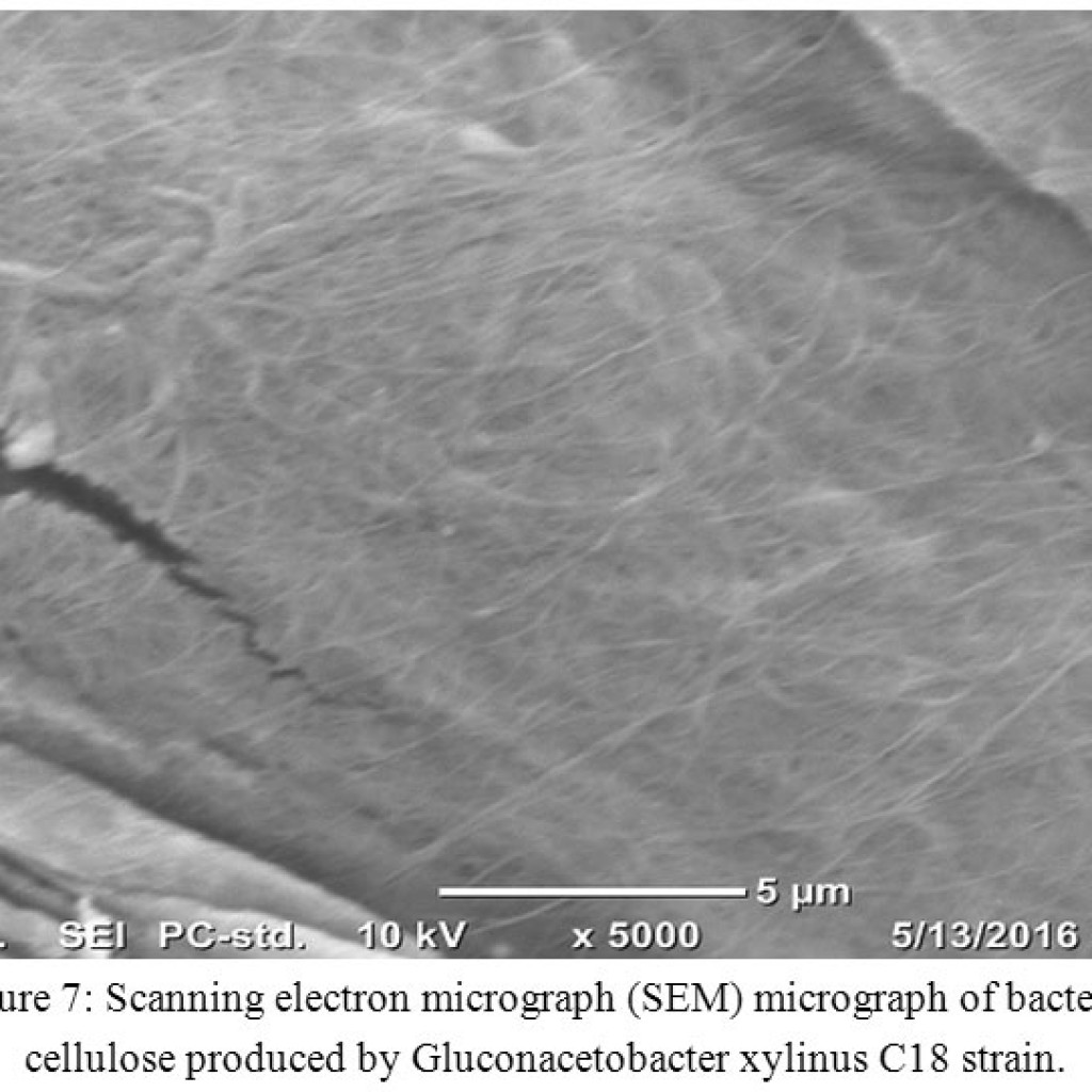 Isolation and Characterization of cellulose Producing Bacterial isolate ...