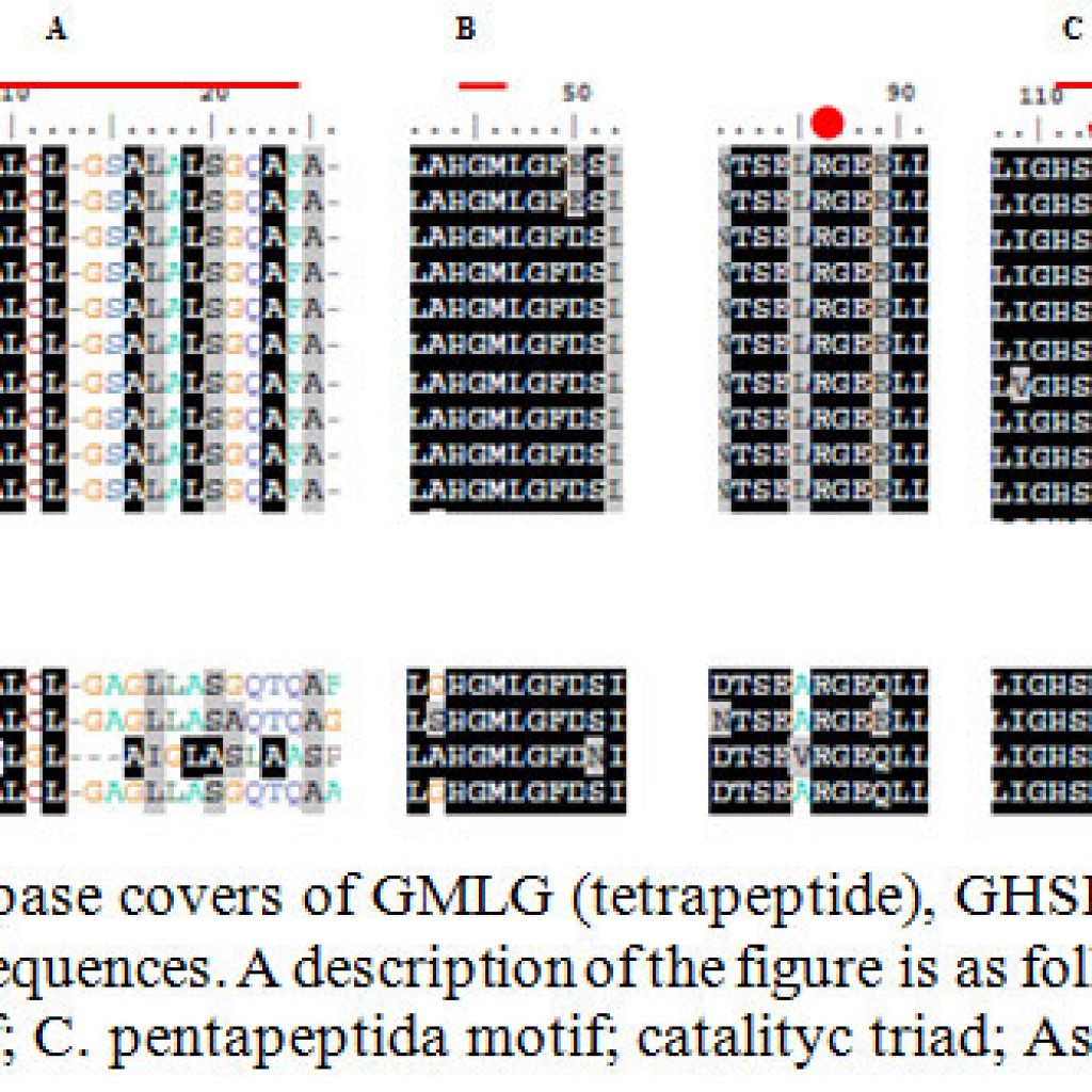Cloning and Characterization of Lipase Gene from A Local Isolate of ...
