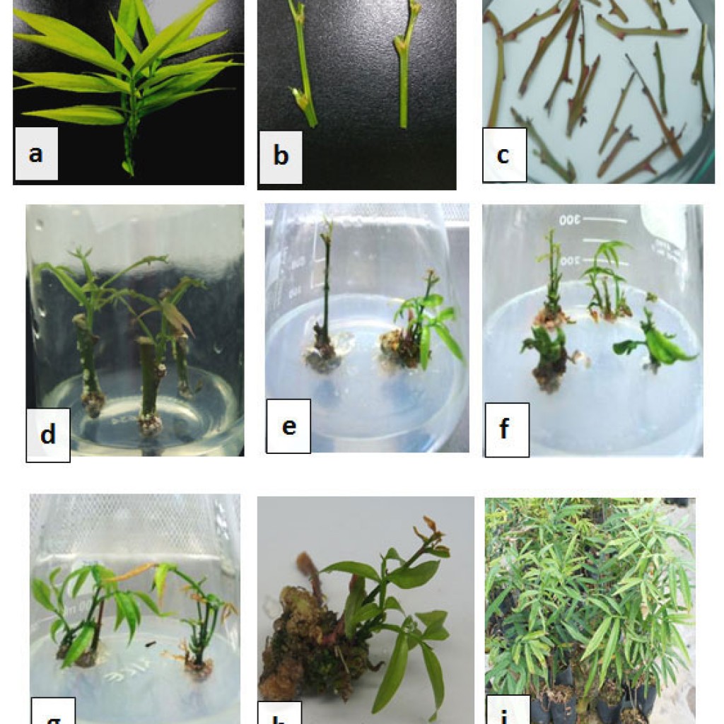 Optimization of Culture Media Formulations for Micropropagation of ...