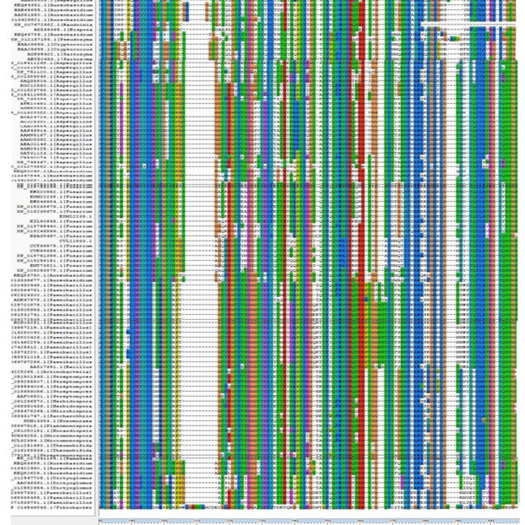 Bioinformatics Insights Into Microbial Xylanase Protein Sequences ...
