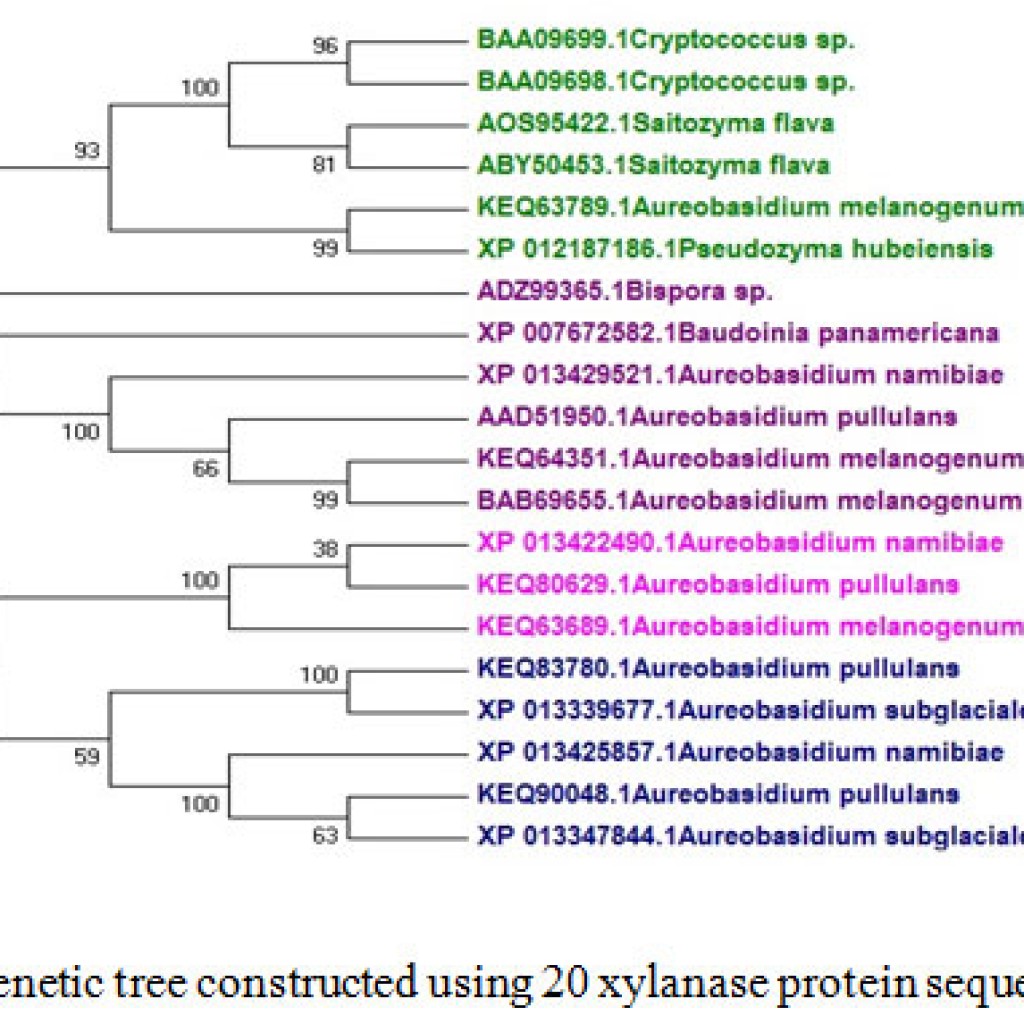 Bioinformatics Insights Into Microbial Xylanase Protein Sequences ...