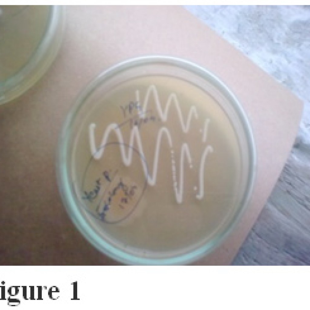 Isolation and Characterization of Temperature and Ethanol Tolerant ...