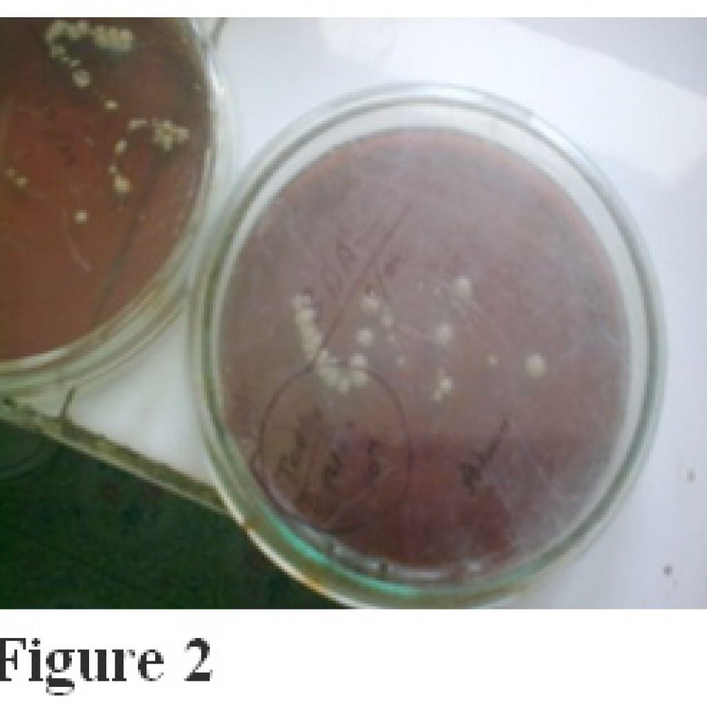 Isolation and Characterization of Temperature and Ethanol Tolerant ...