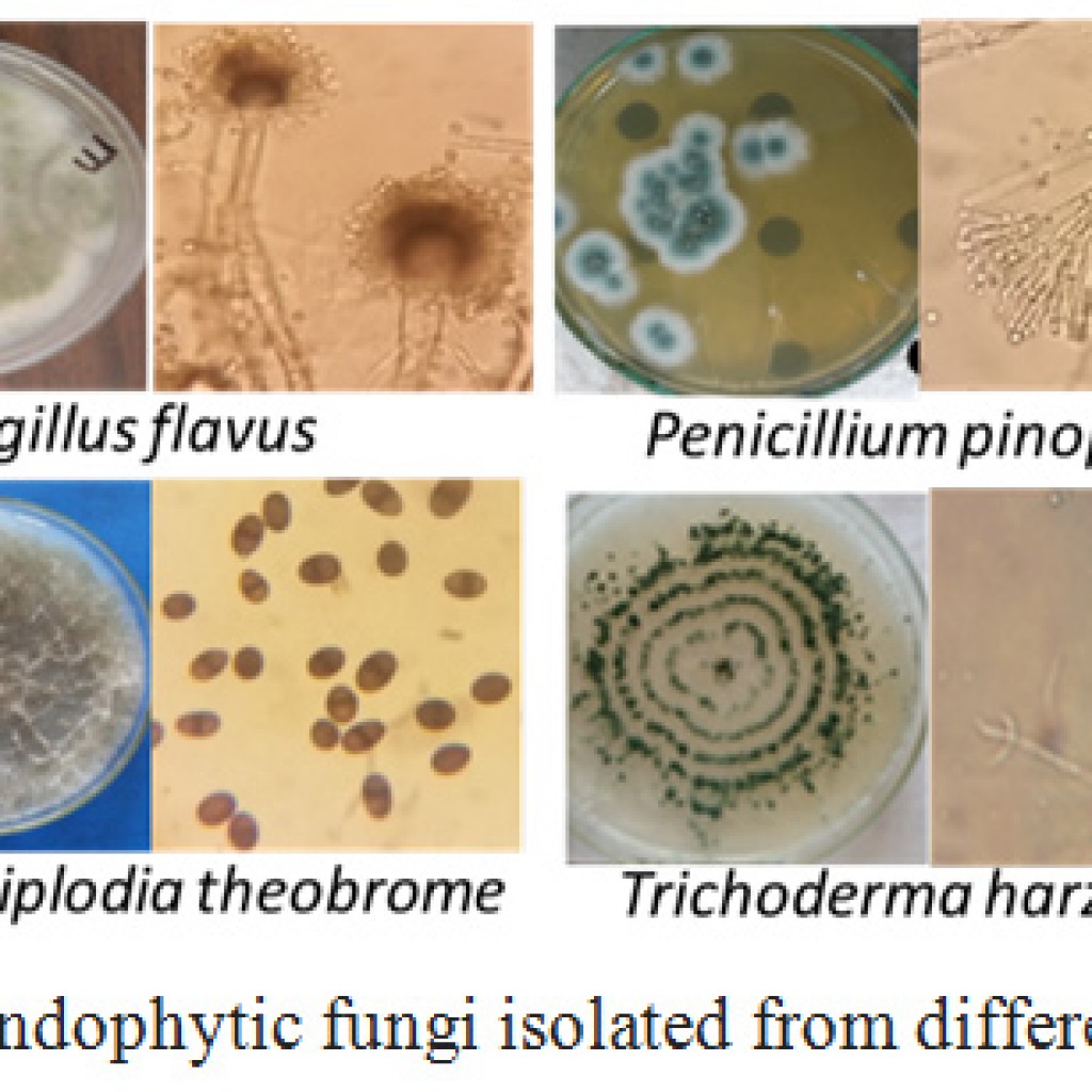 Molecular Identification, Extracellular Enzyme Production and ...