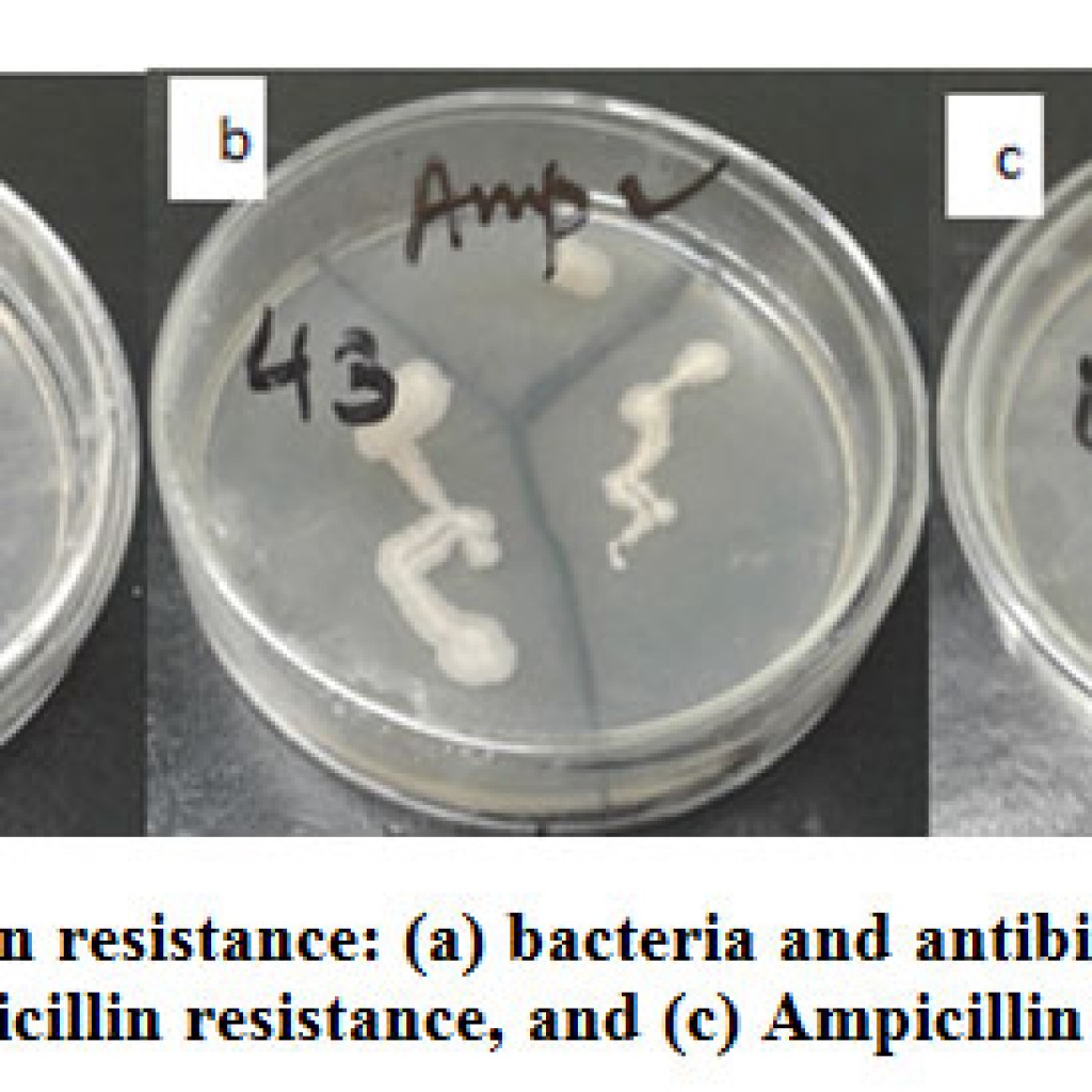 Isolation and Characterization of Mesophilic Bacteria from Rhizosphere ...