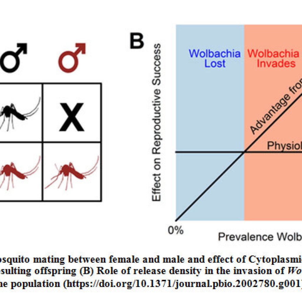 Dengue Vector Control: A Review for Wolbachia-Based Strategies ...