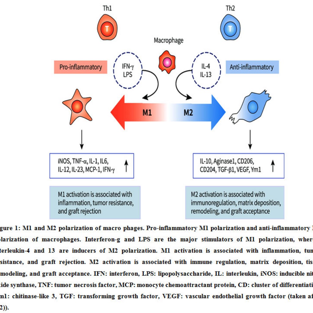 Intestinal Macrophages and Intestinal Infection – Biosciences ...