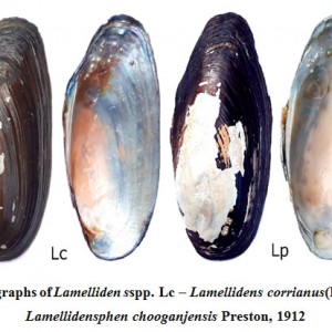 Phylogenetic analysis of Indian freshwater pond mussels ...