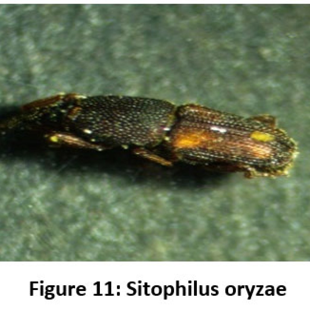 Biodiversity of Some Economically Significant Stored Grain Pests in ...
