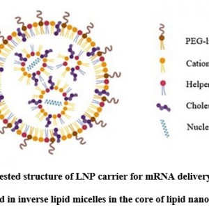 Lipid Nanoparticles: Key Facilitators of mRNA Vaccine Development ...