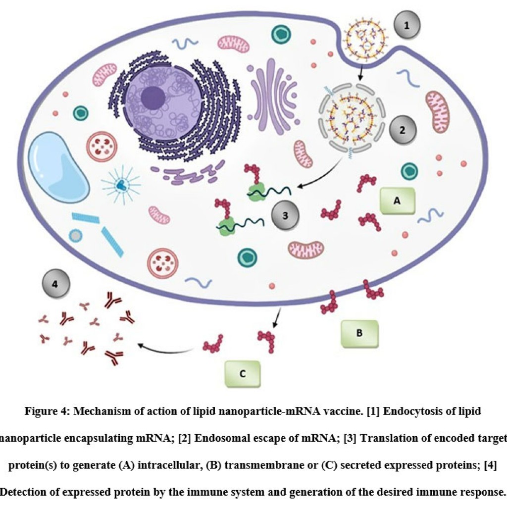 Lipid Nanoparticles: Key Facilitators of mRNA Vaccine Development ...