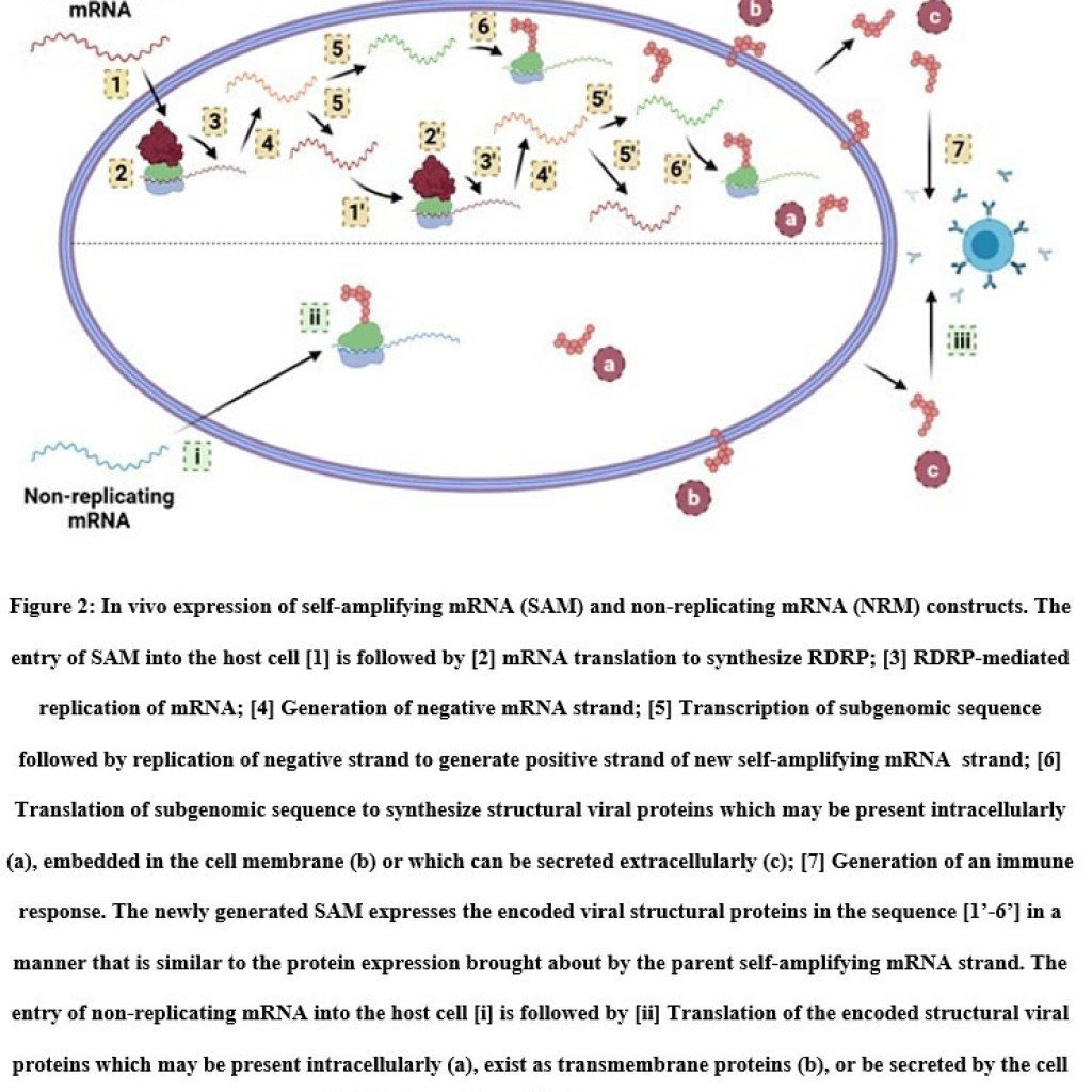 Lipid Nanoparticles: Key Facilitators of mRNA Vaccine Development ...