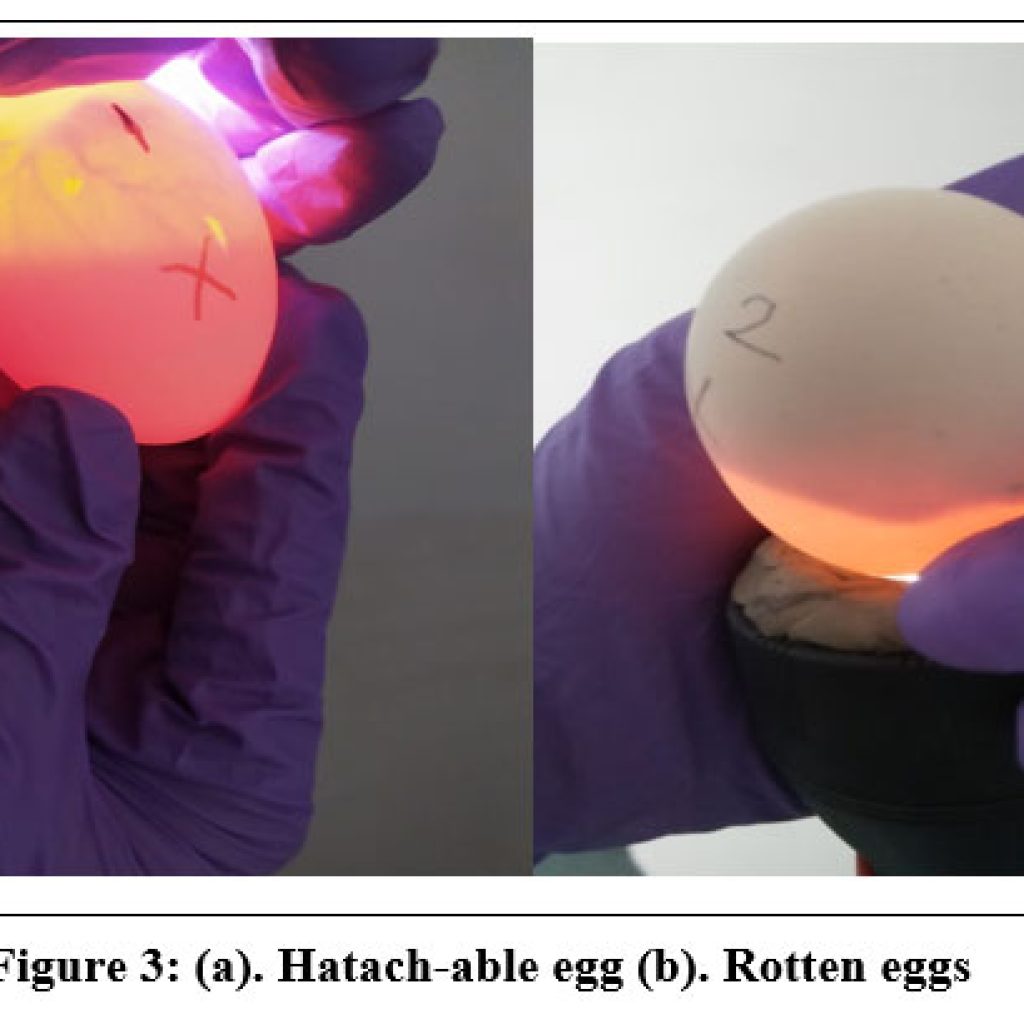 Toxicity Study of Chlorzoxazone and Isosorbide Dinitrate using Chick ...