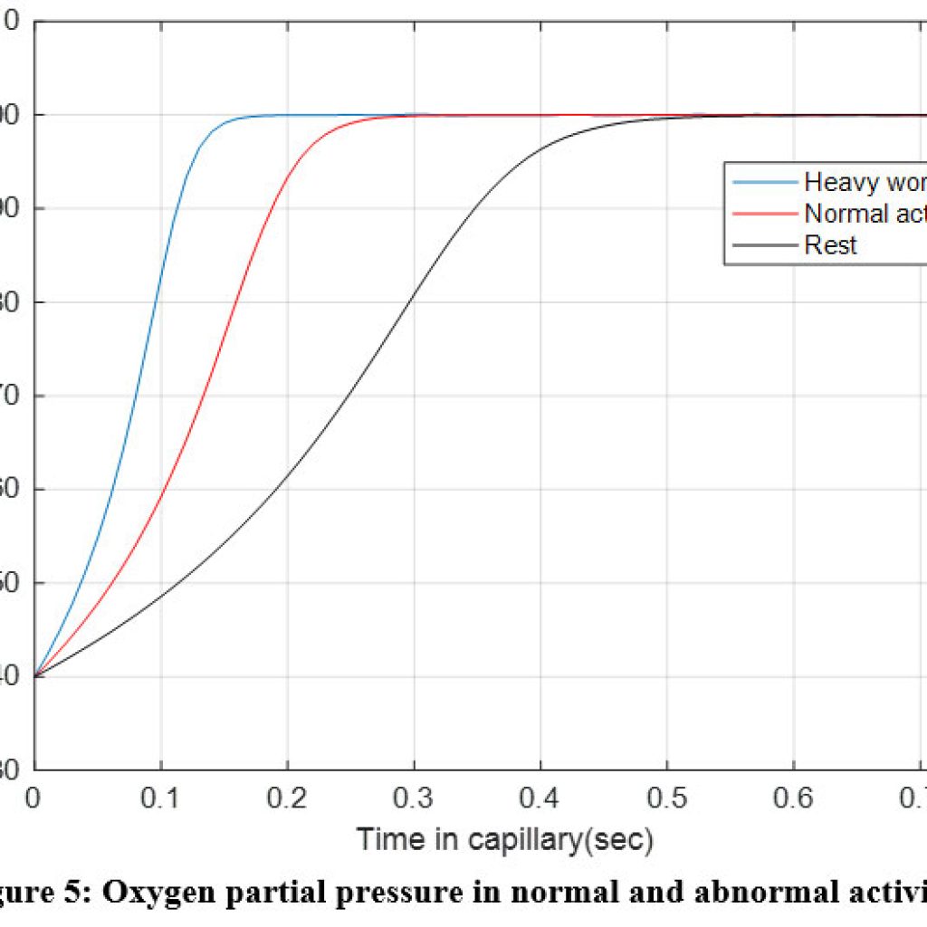 Estimation of Pulmonary Gas Exchange in the Human Respiratory System ...