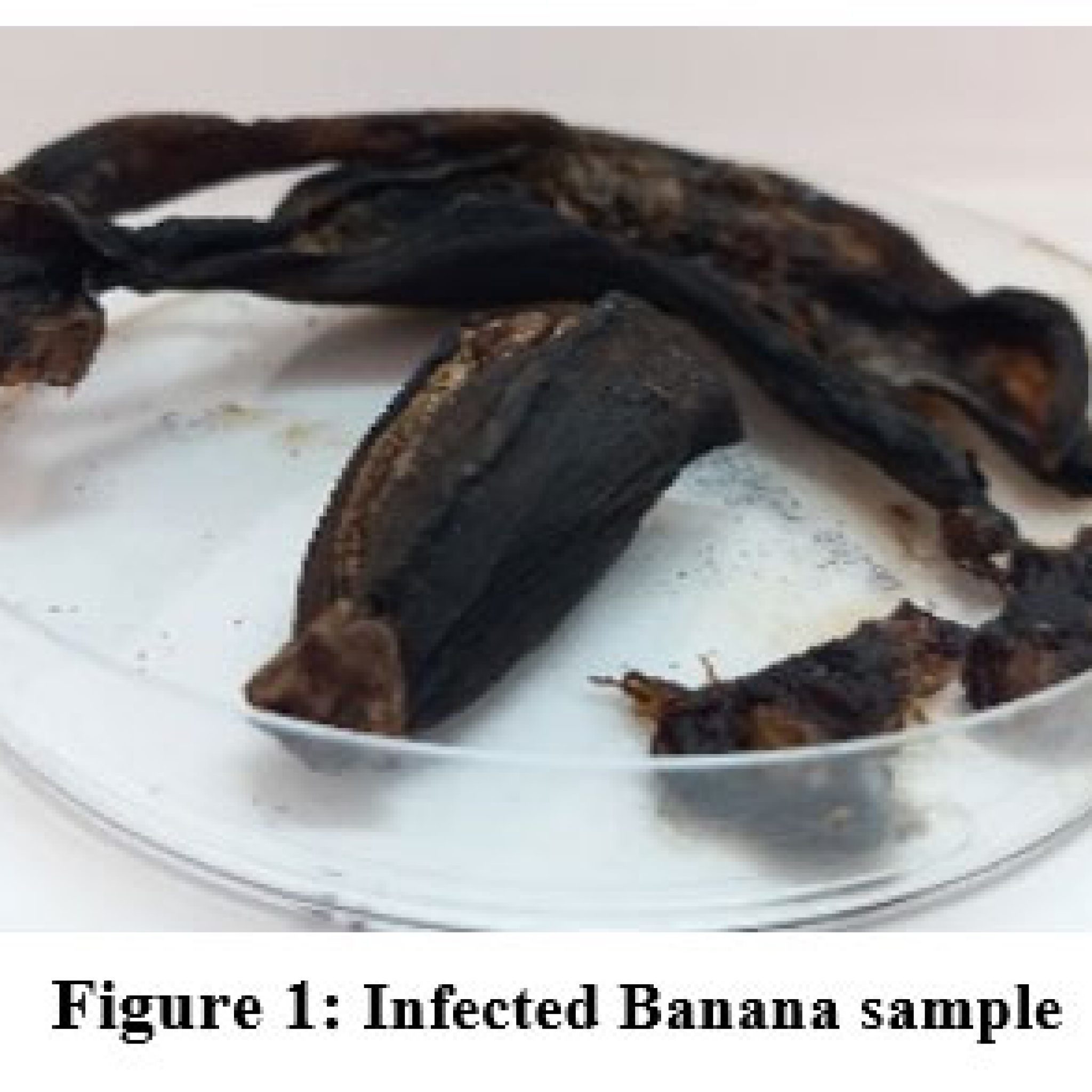 Bioanalytical Studies on Fungal Pathogens Originating from Spoiled ...