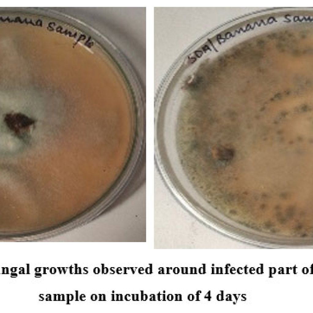 Bioanalytical Studies on Fungal Pathogens Originating from Spoiled ...