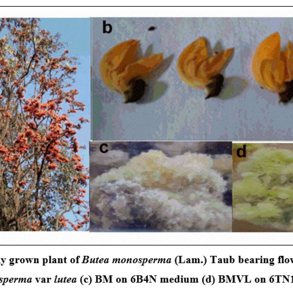 Jasmonic Acid: Enhancing SPF Potential in Butea monosperma Floral ...