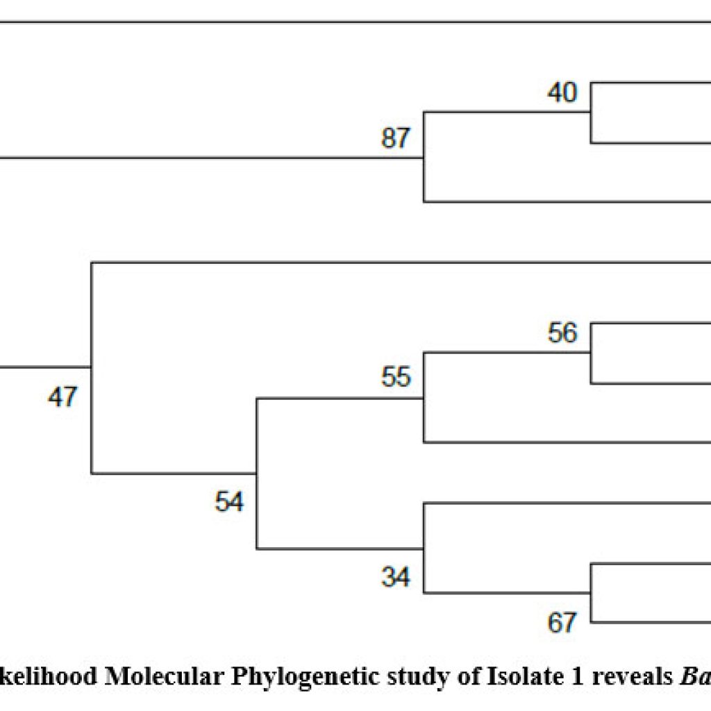 Molecular Characterization, Production and Optimization of Cellulase ...