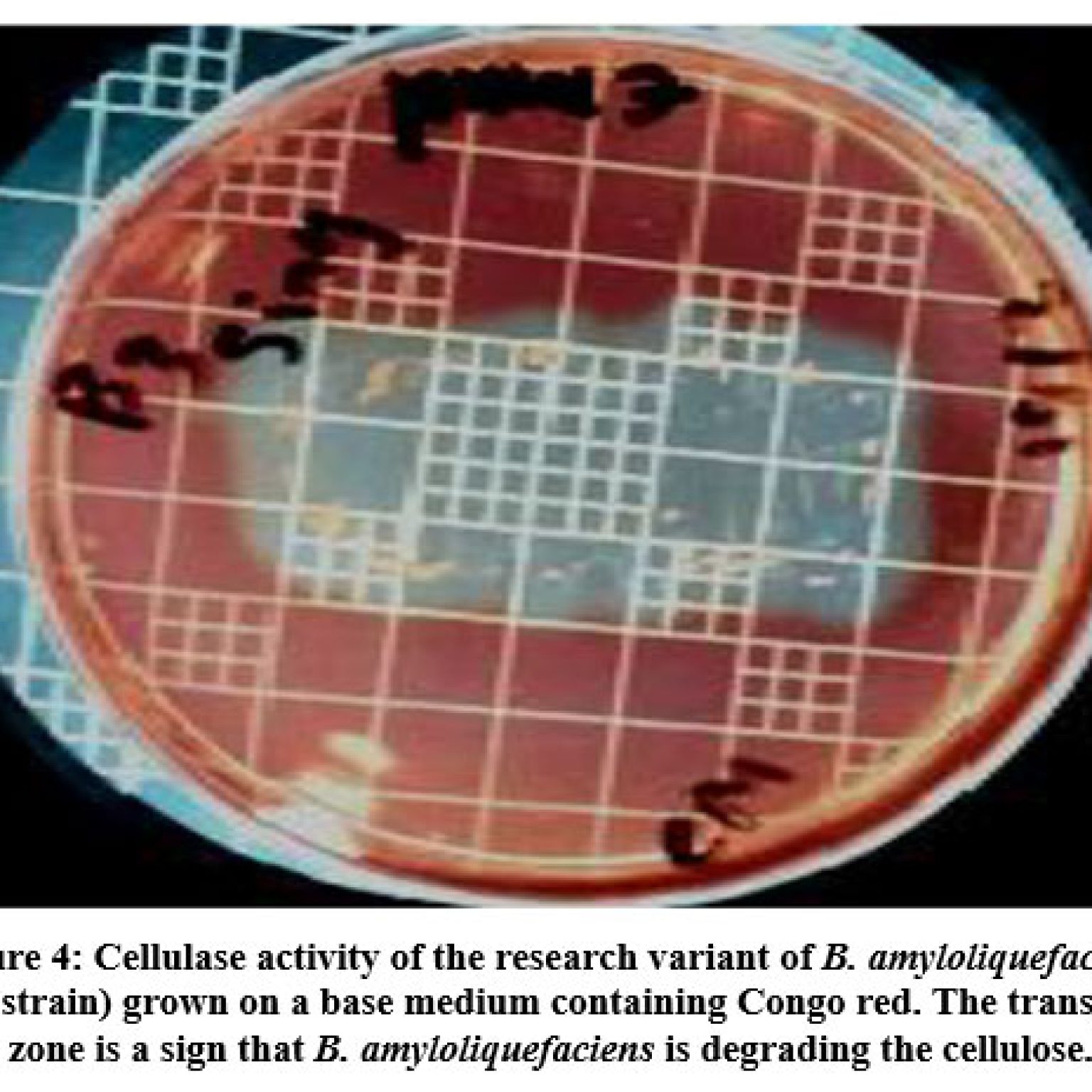 Molecular Characterization, Production and Optimization of Cellulase ...