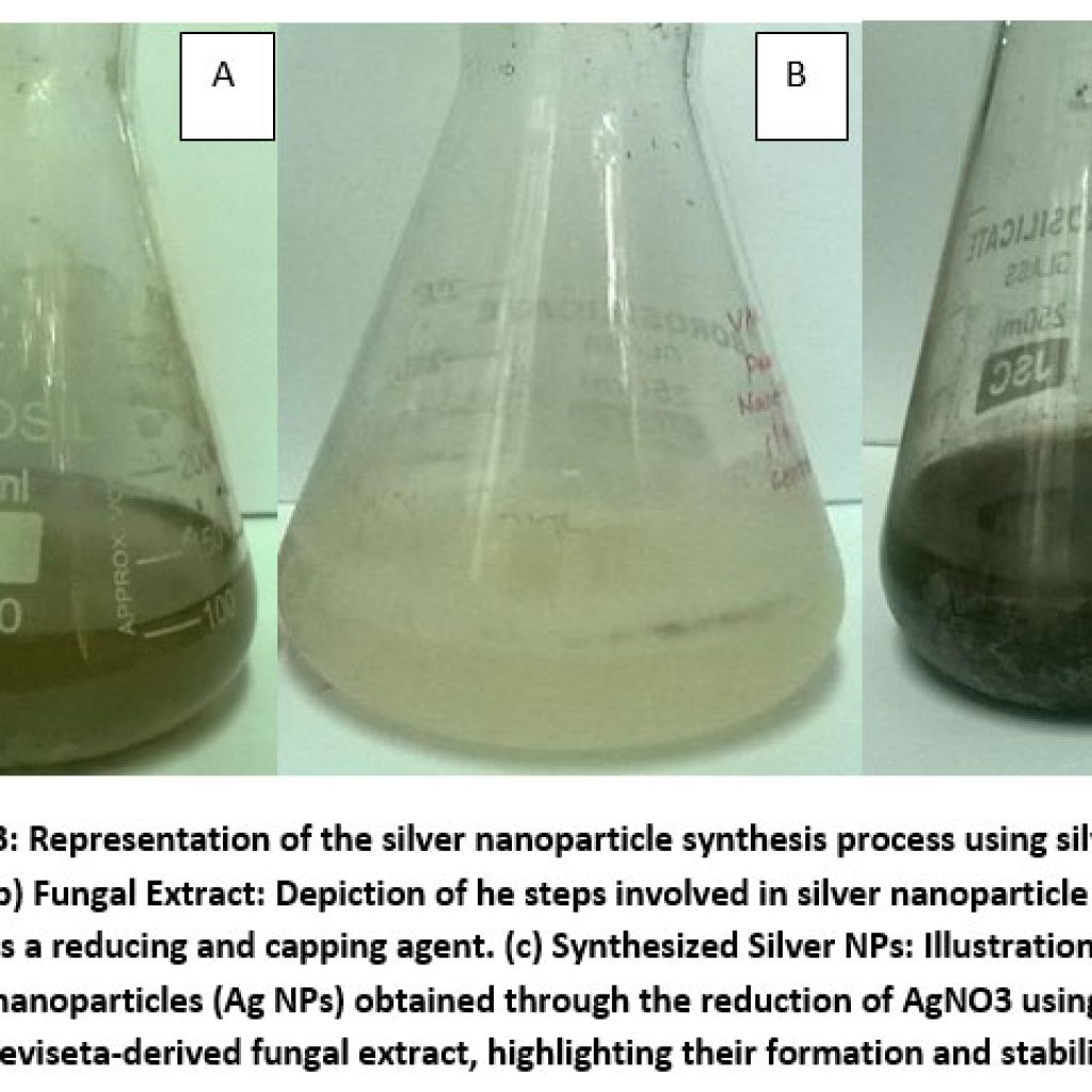 Silver Nanoparticles and Its Invitro Cytotoxic Behaviour- A Fungi Aided ...