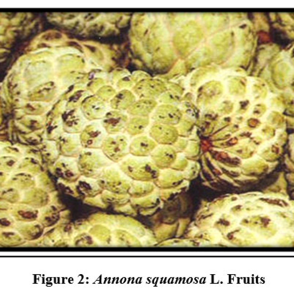 Beneficial Prospectives: Plant Annona squamosa L. – Biosciences ...