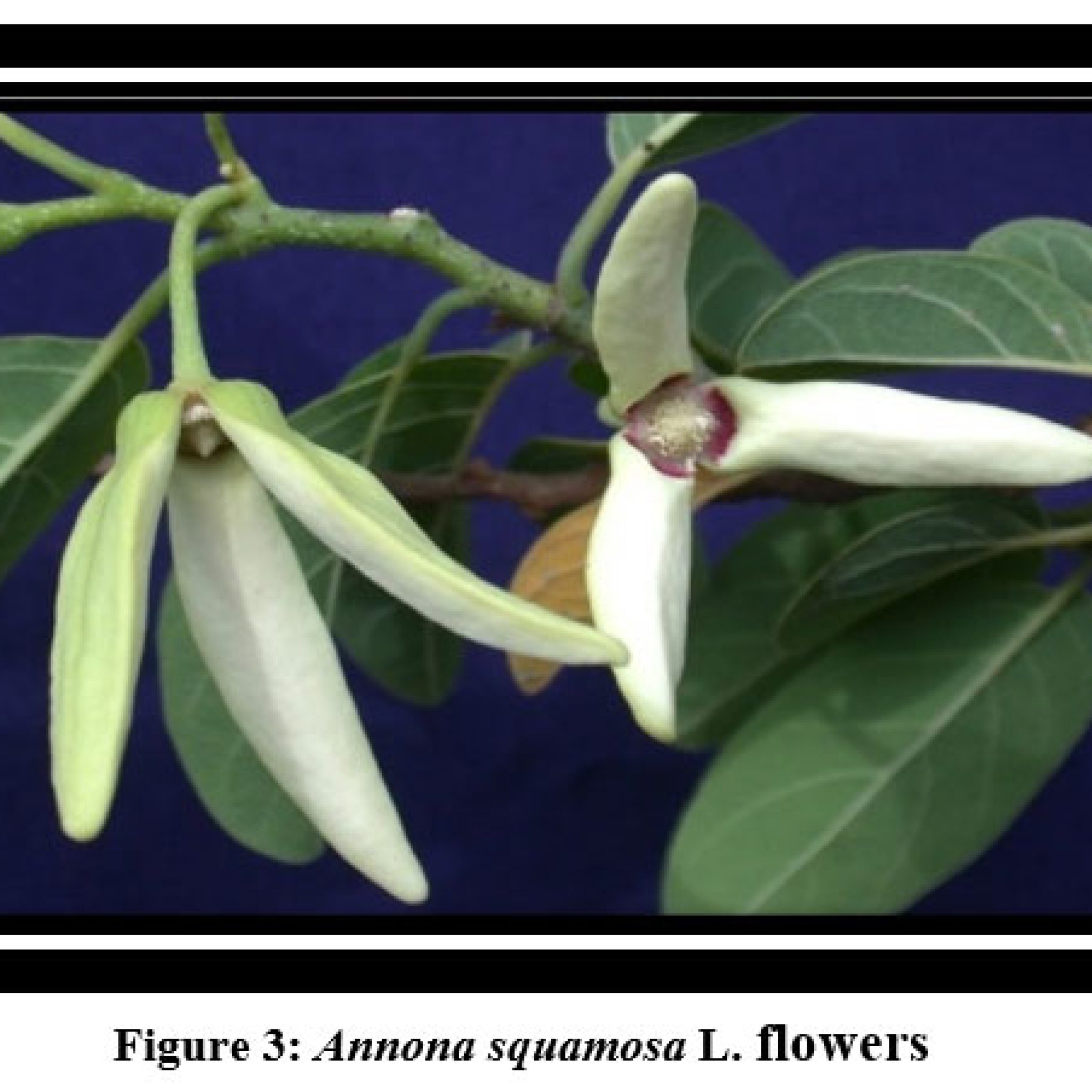 Beneficial Prospectives: Plant Annona squamosa L. – Biosciences ...