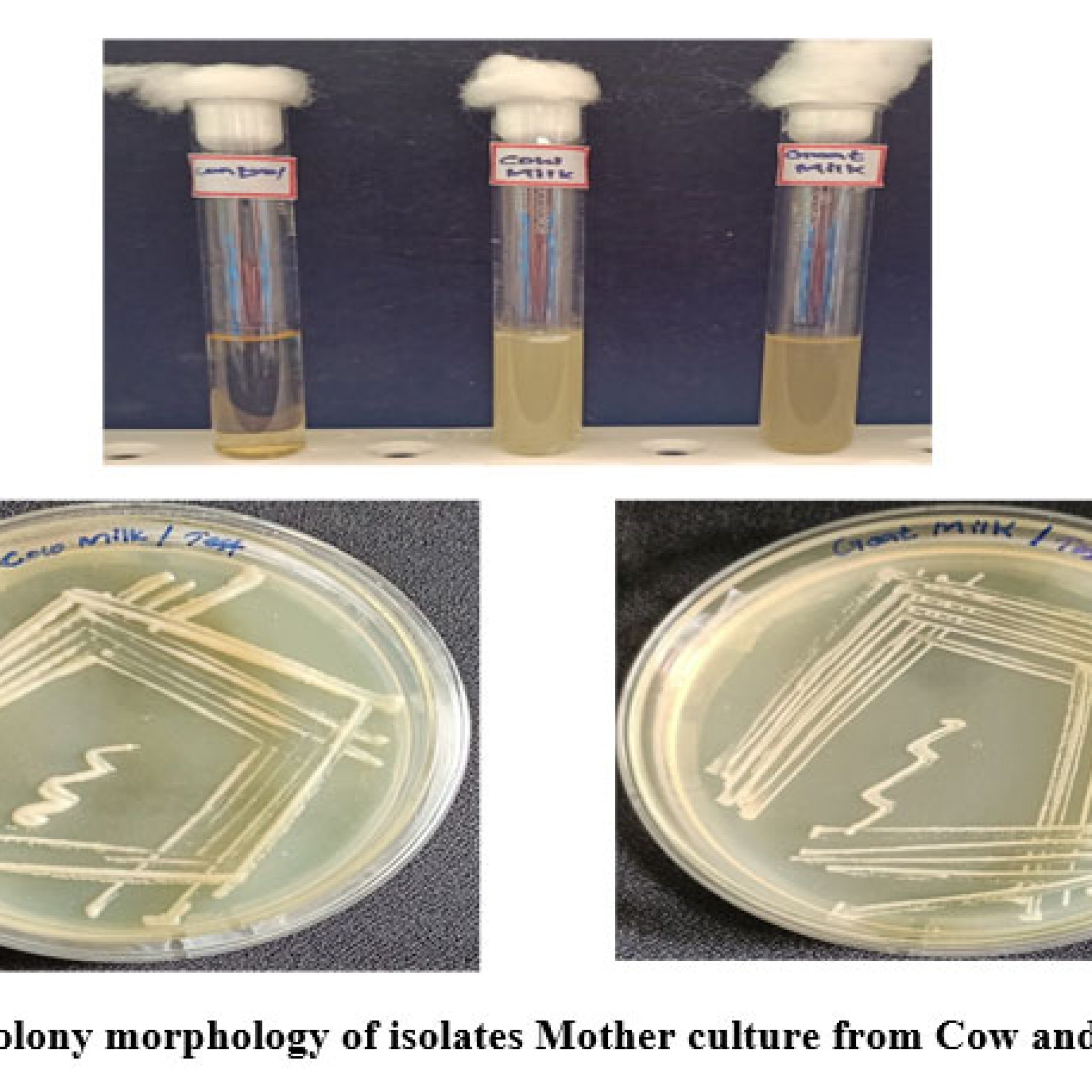 Antibacterial and Anti Diabetic Activities of Ethyl Acetate Fractions ...