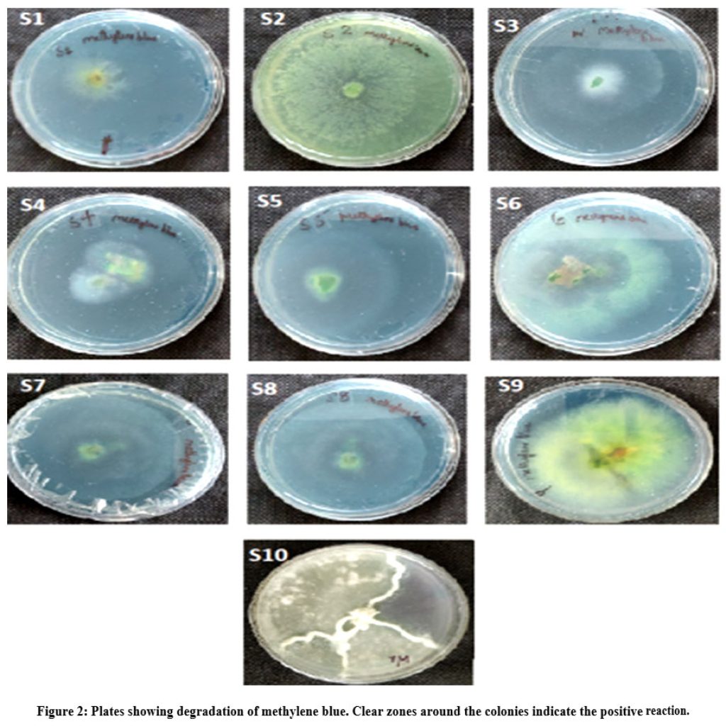 Screening and Molecular Identification of Potential Lignolytic White ...