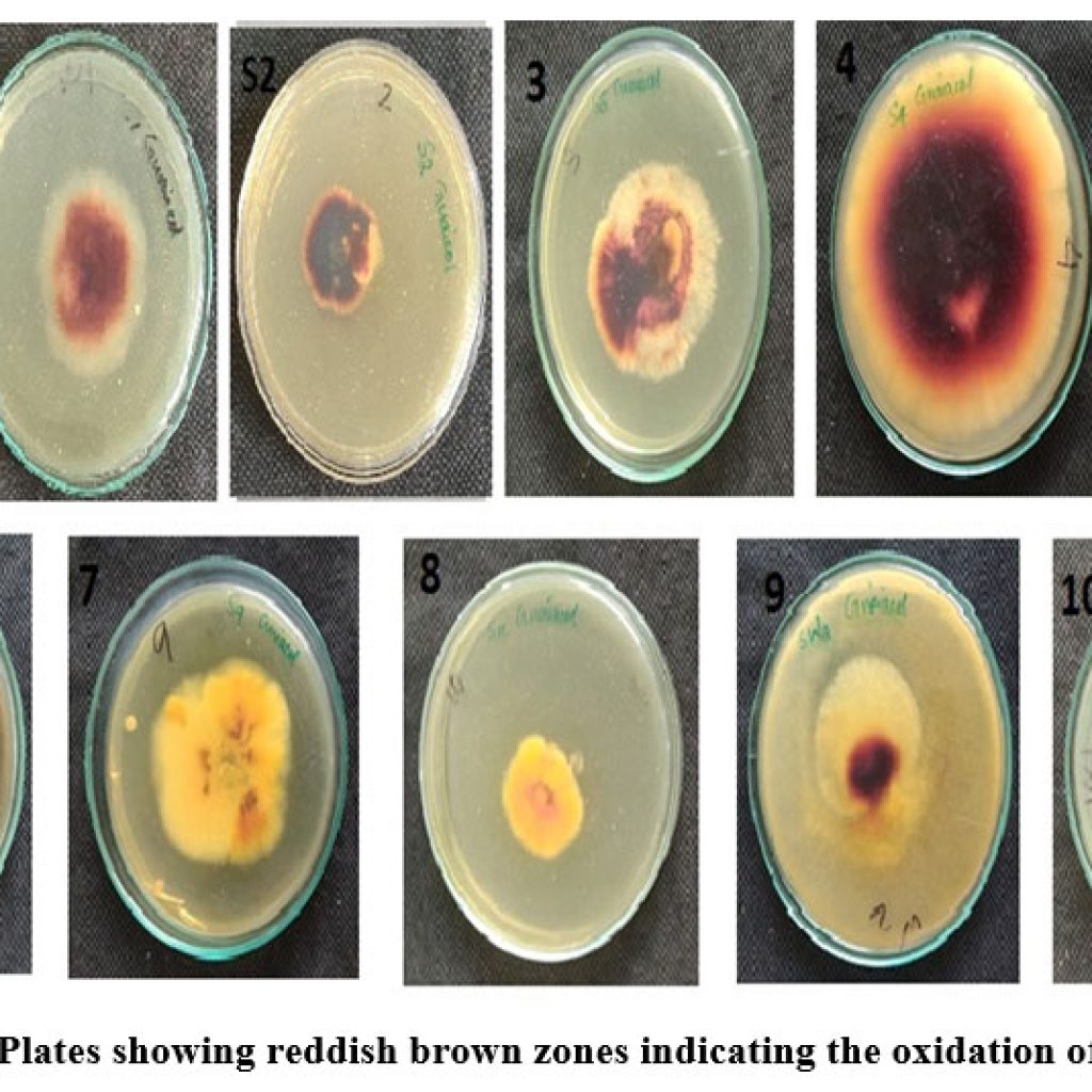 Screening and Molecular Identification of Potential Lignolytic White ...