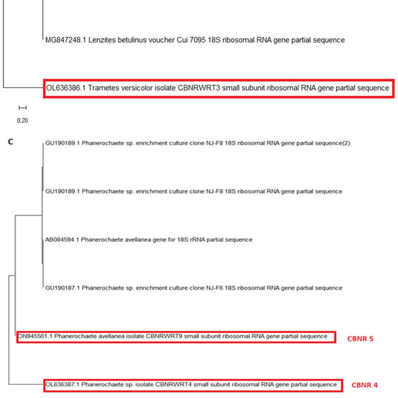 Screening and Molecular Identification of Potential Lignolytic White ...