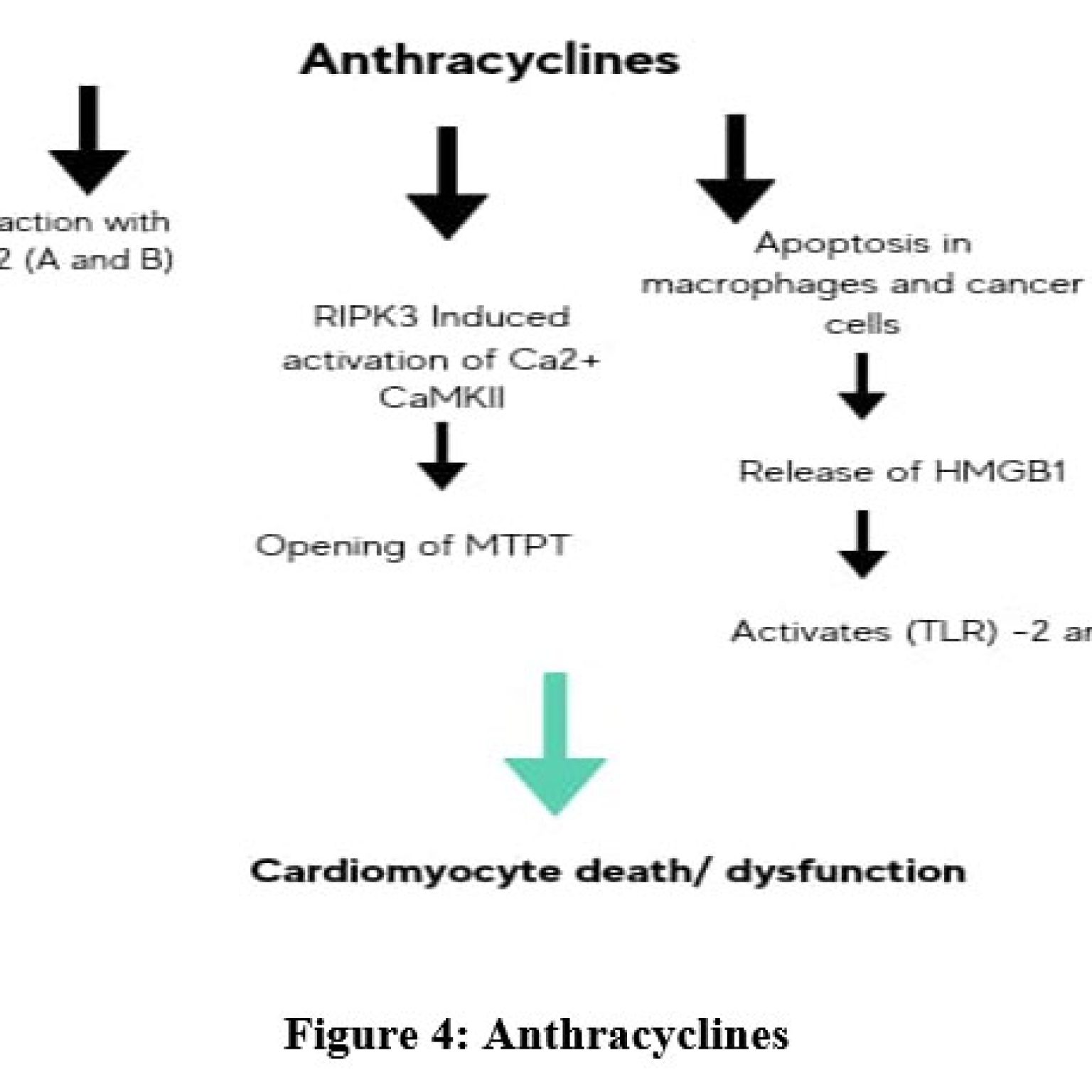 Cardiotoxic Drugs: An Insight into its Pathologic Mechanisms ...