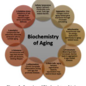 Bridging Biochemistry and Aging: A Journey Towards Prolonged Health ...