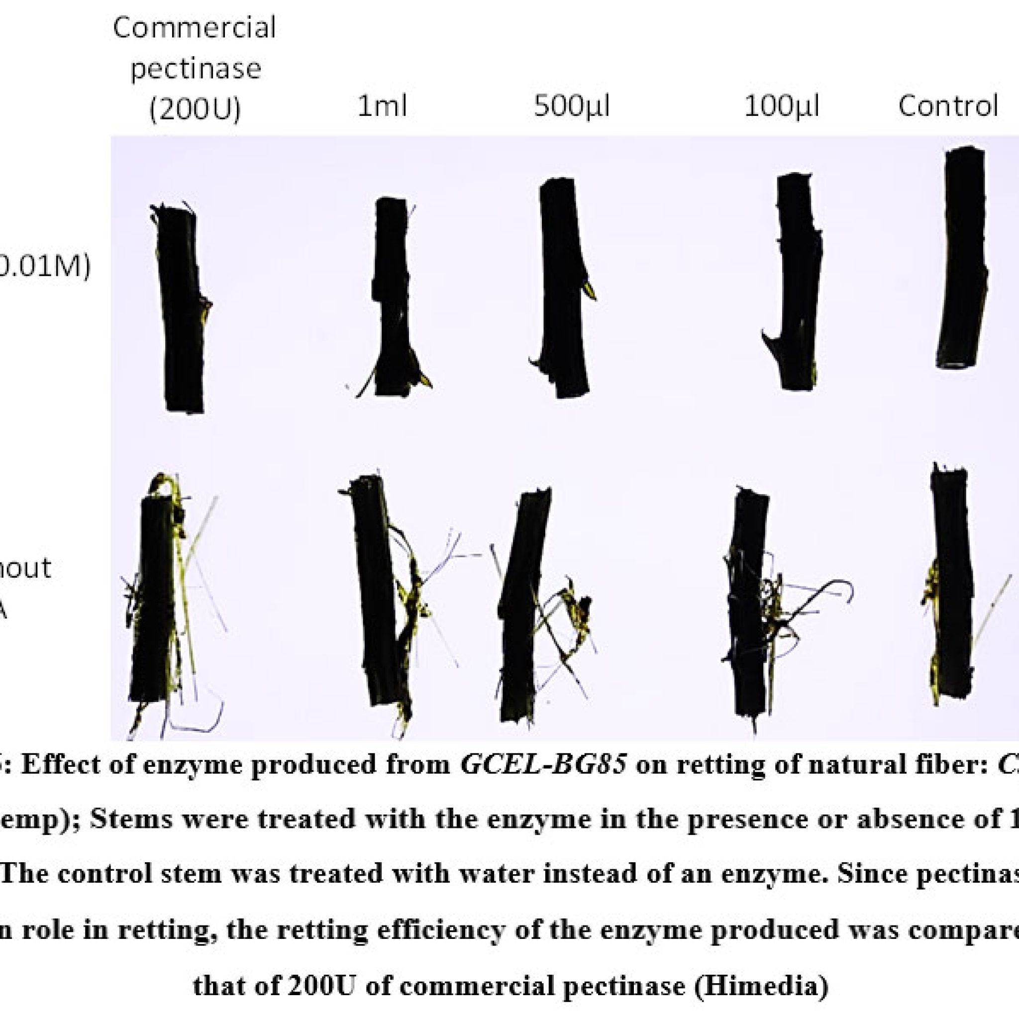 Isolation and Characterization of Aeromonas taiwanensis Strain for ...
